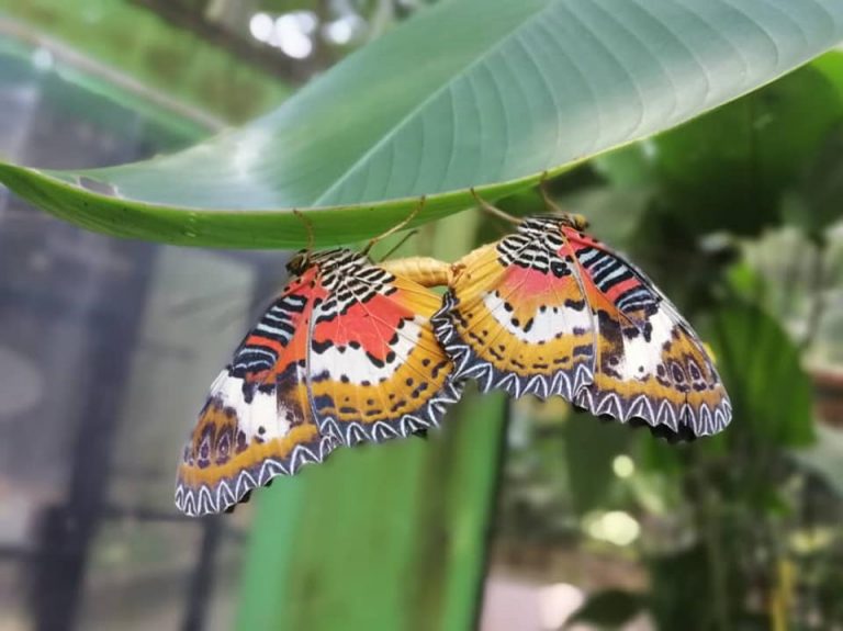 GPPAC19 Melestarikan Taman untuk Kehidupan Rama-rama, Serangga dan ...